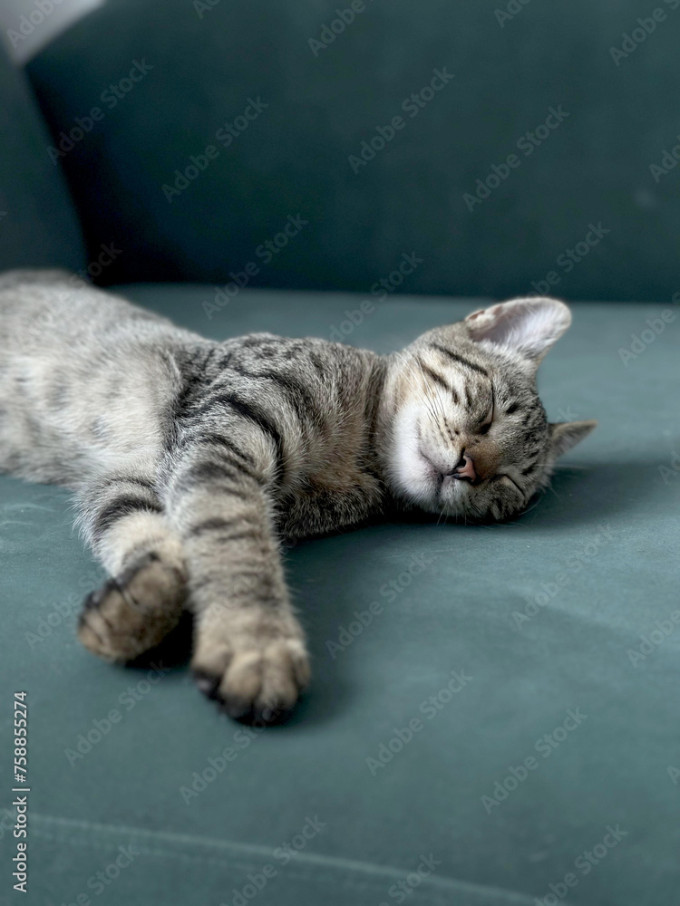Serene cat with tabby fur sleeps peacefully on a green sofa ...