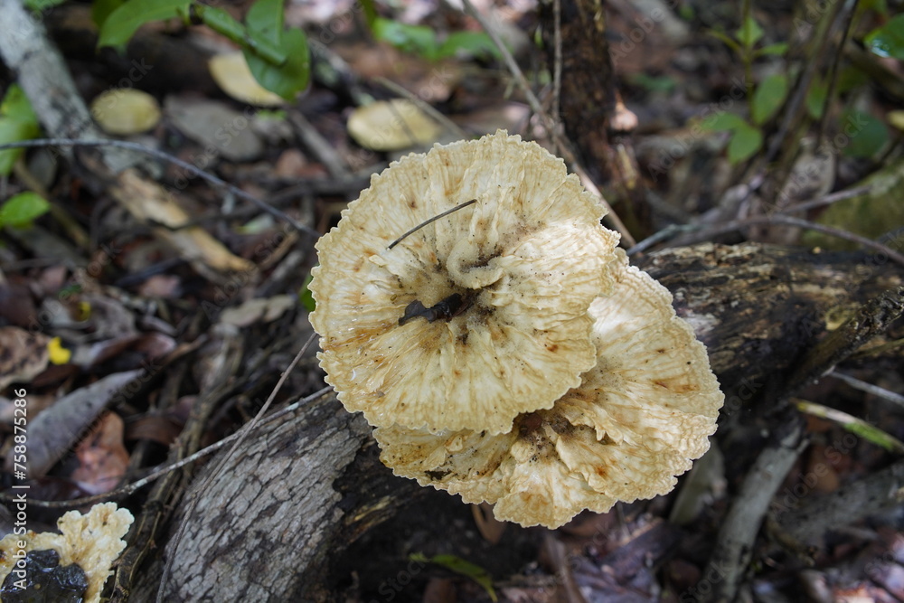 Pycnoporus sanguineus is a white rot saprobic fungus. It was discovered ...