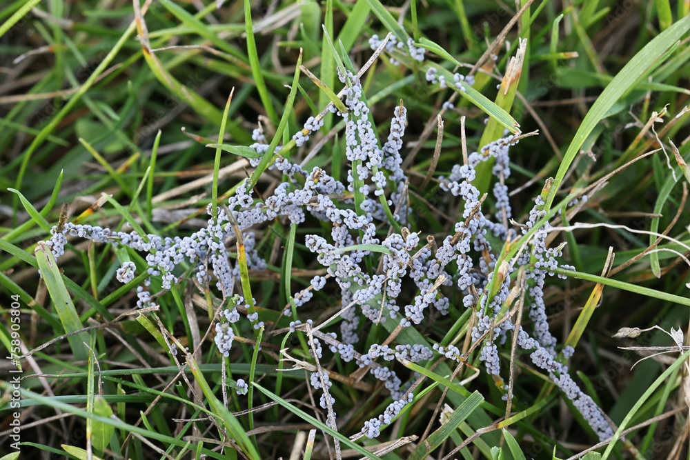 Physarum cinereum, known as grey slime mold, growing on lawn in Finland ...