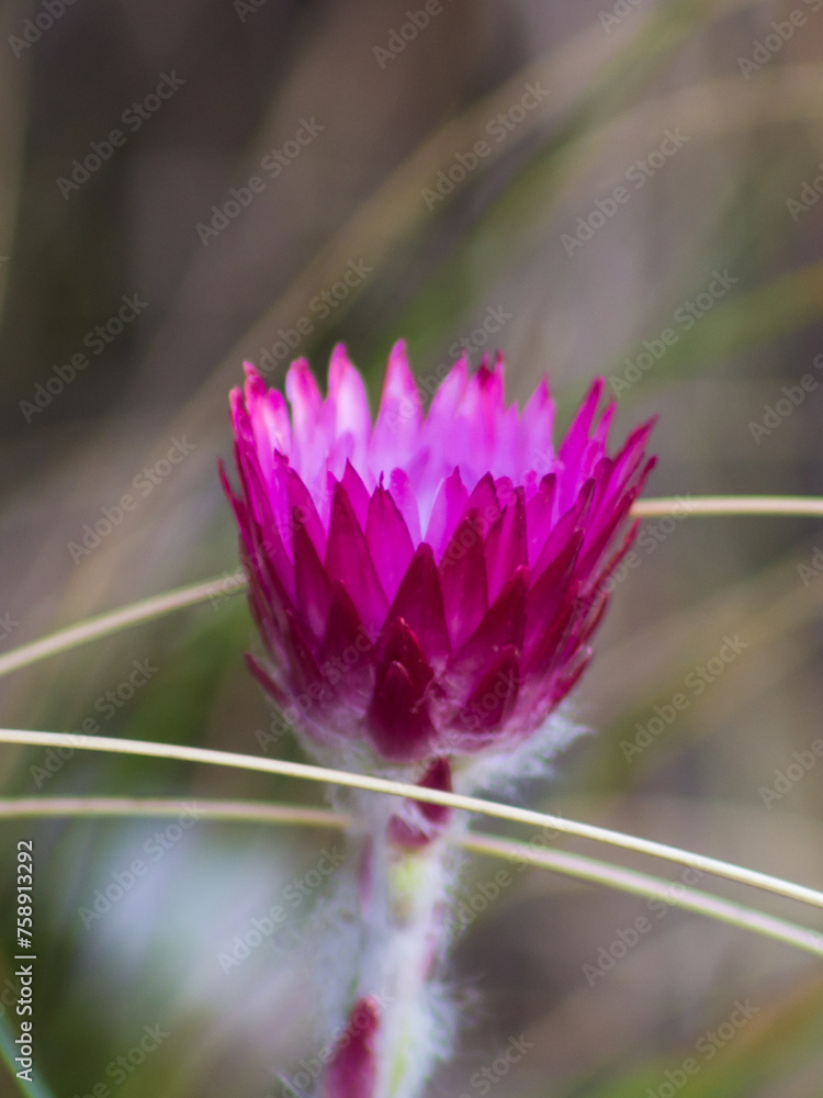 Detailed side view of a delicate pink helicrysum flower, also known as ...