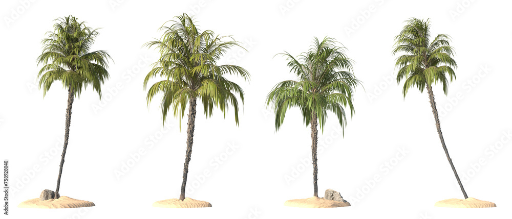 Coconut trees on transparent background, PNG file, 3d render Stock ...