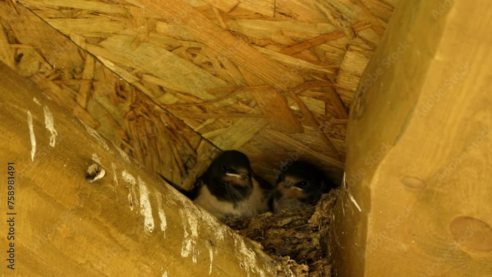 Well grown Swallow chicks in the nest under the wooden roof. Barn ...