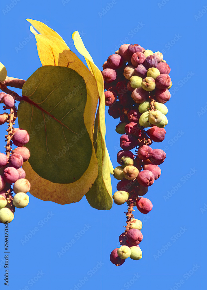 A closeup of a bunch of sea grape fruit against a clear blue sky. The ...