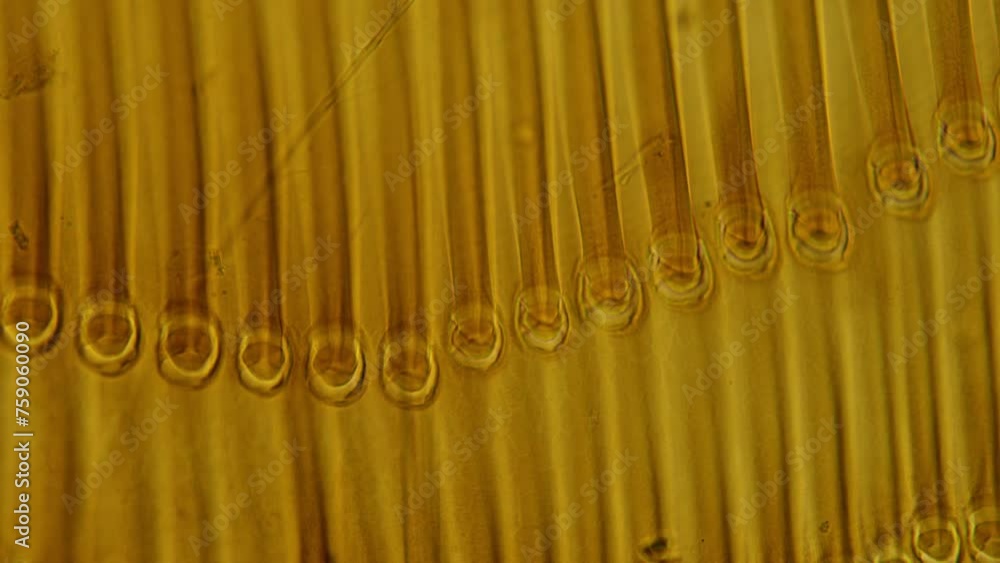 Honey bees foot under microscope. Main pollinator of main crops in ...