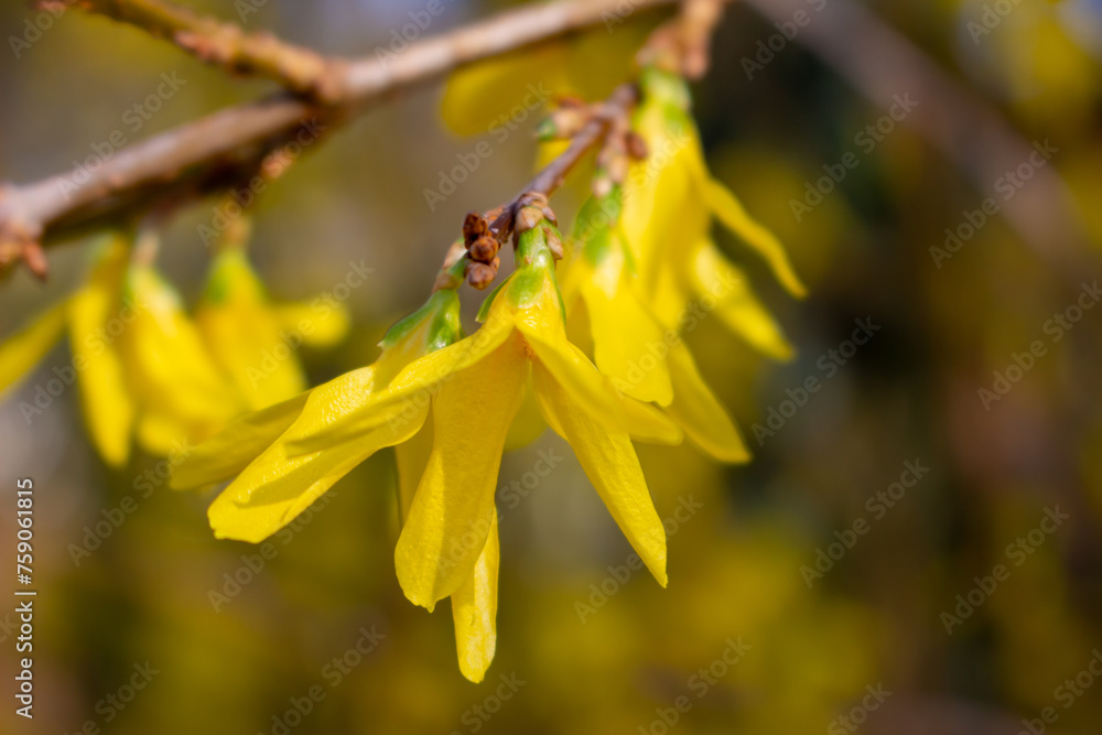 Korean spring flowers. Yellow blooming Forsythia flowers in spring ...