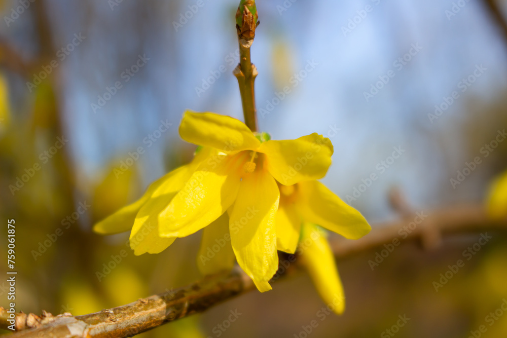 Korean spring flowers. Yellow blooming Forsythia flowers in spring ...