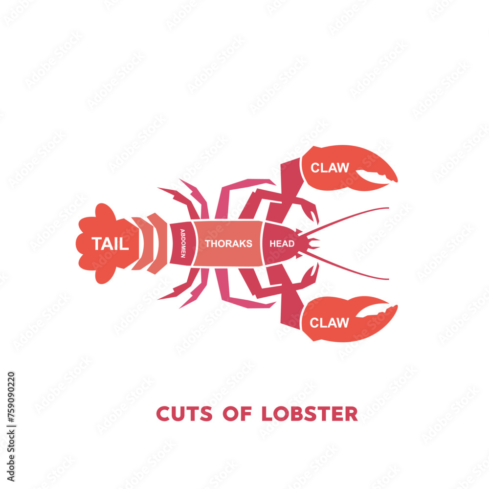 vector illustration guide Meat cuts set. lobster Butcher Poster ...