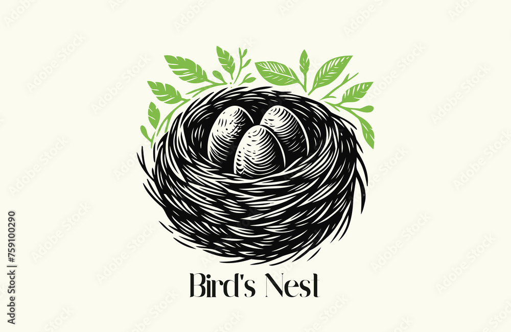 Bird Nest with Eggs Pen and Ink Vector Drawing, Illustration of a bird ...