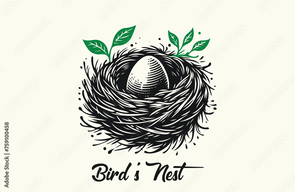 Bird Nest with Eggs Pen and Ink Vector Drawing, Illustration of a bird ...