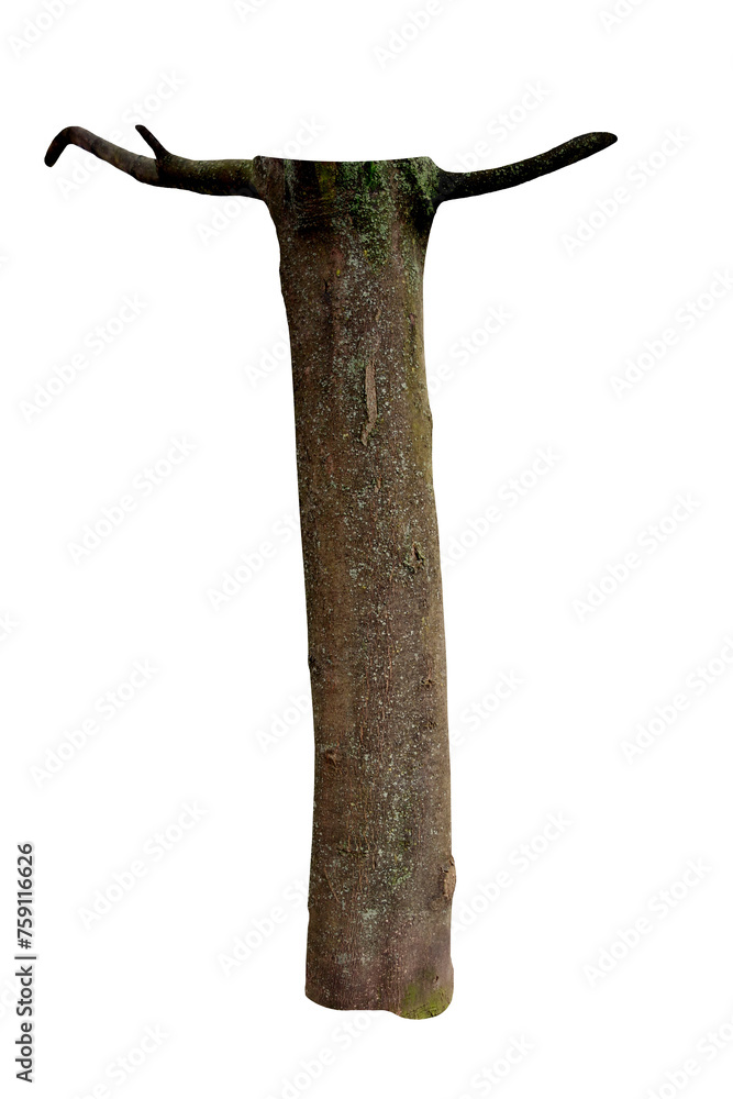 Poster Tree trunk with branches cropped as a clothes hanger on isolated ...