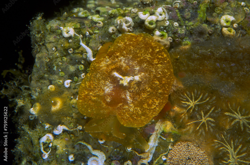 Opistobranch Yellow-plumed sea-slug (Berthella plumula ...