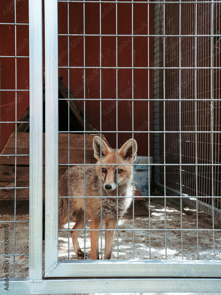 A vigilant fox stands behind the secure grid of an animal enclosure ...