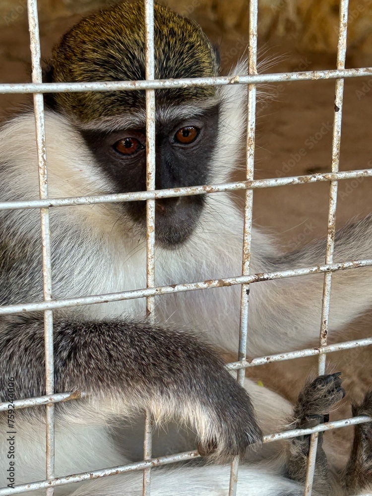 Heart broken Caged monkey looking from behind bars in a zoo in Egypt ...