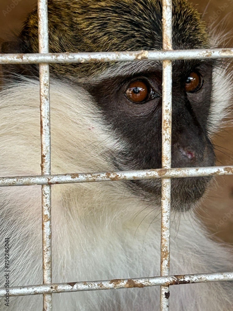 Heart broken Caged monkey looking from behind bars in a zoo in Egypt ...