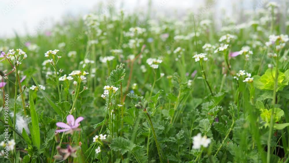 Flowers of shepherd's purse. Capsella bursa-pastoris known because of ...