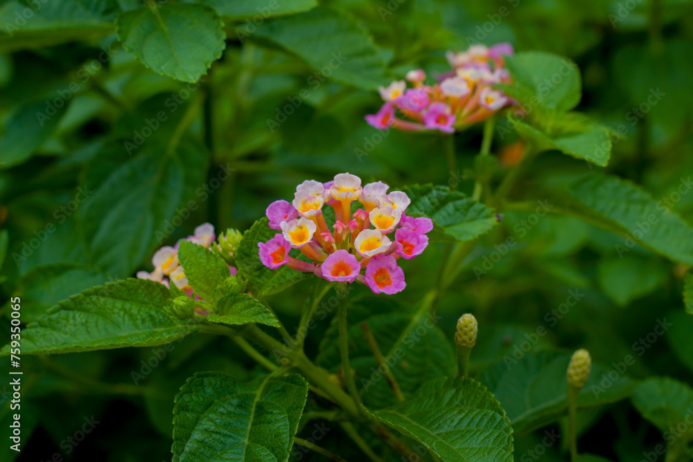 Pink and yellow Lantana Camara Flowers or bunga tahi ayam with green ...
