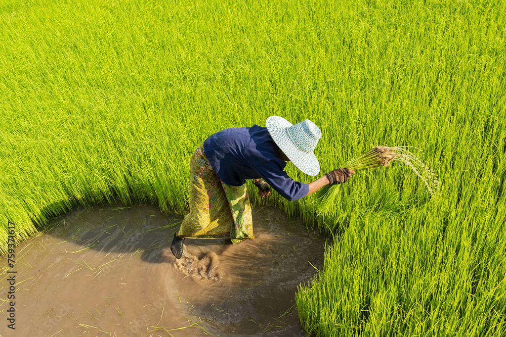 Asian woman rice farmer working and kick off the ground at green rice ...