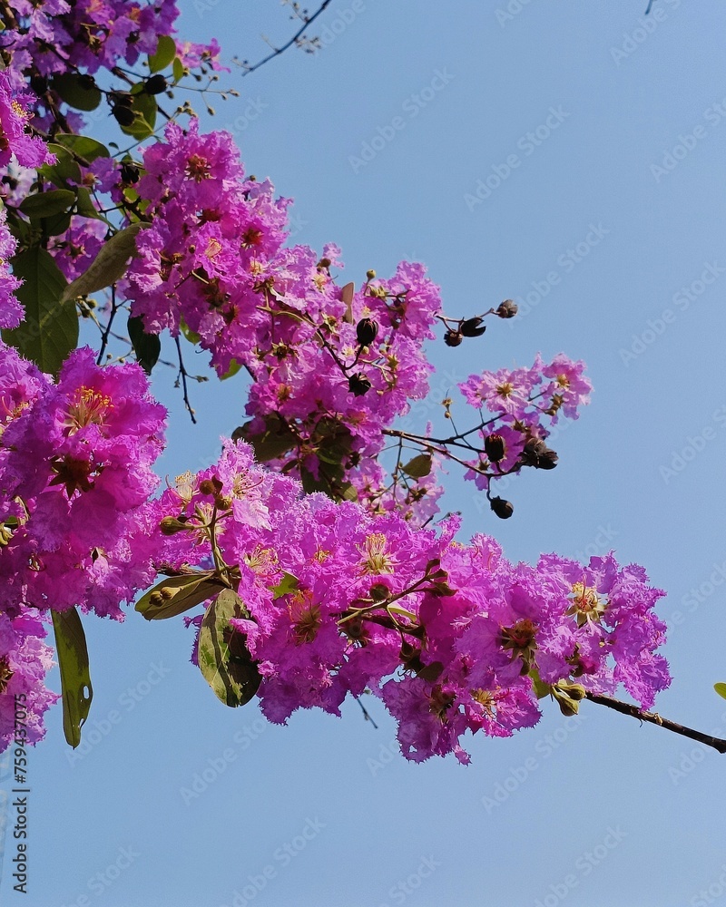 Thai crape myrtle. Lagerstroemia Floribunda. Kedah Bungor Stock Photo ...