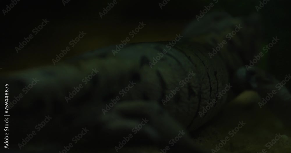 This captivating footage presents an axolotl gracefully swimming in the ...