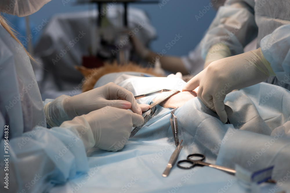 Veterinary surgeon in operating room conducts animal surgery. Skilled ...