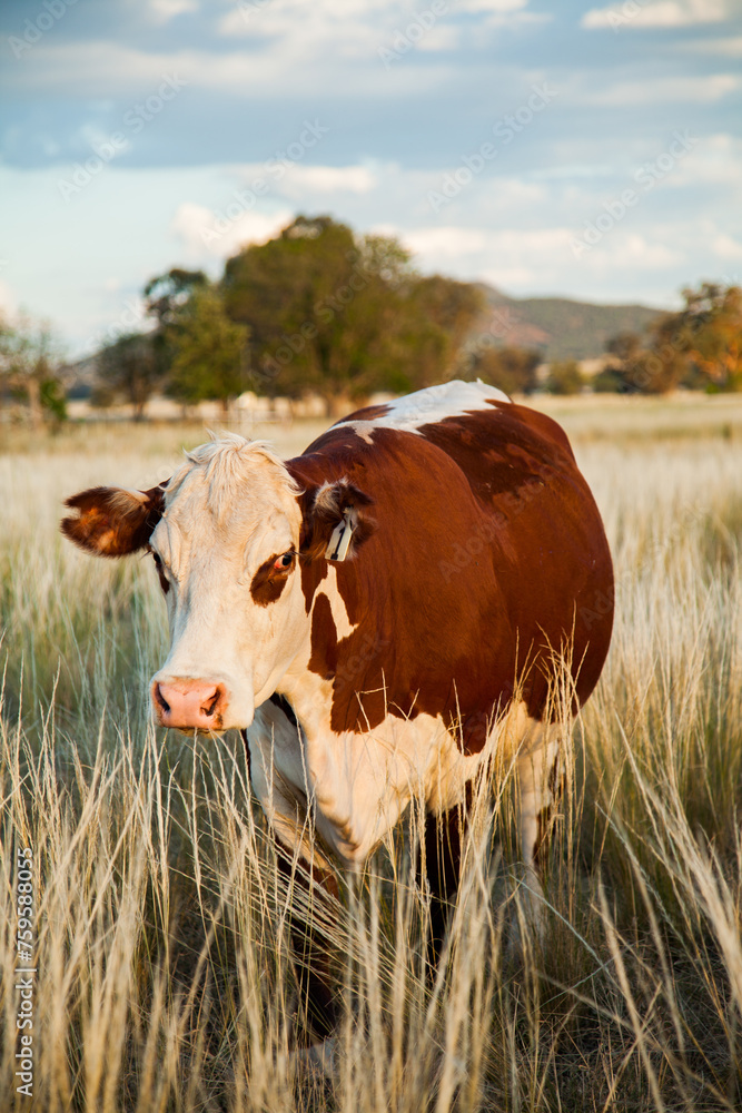 Vertical photo of breeding beef cow in long grass at farm paddock Stock ...