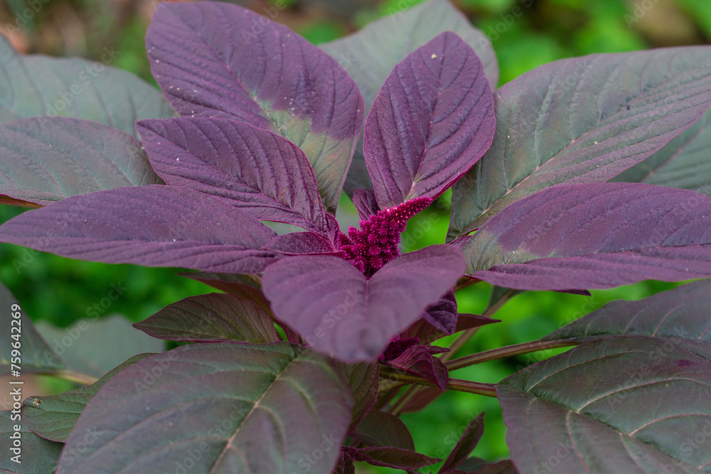 Stunning purple amaranth plant with flower and deep purple leaves close ...