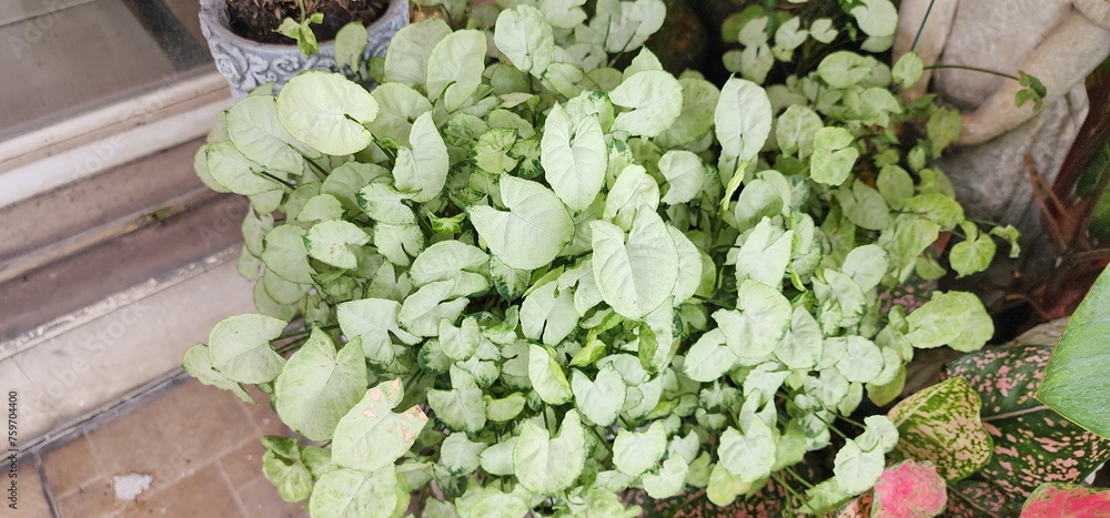 Arrowhead Plant, Tricolor Nephthytis has greenish-white leaves with ...