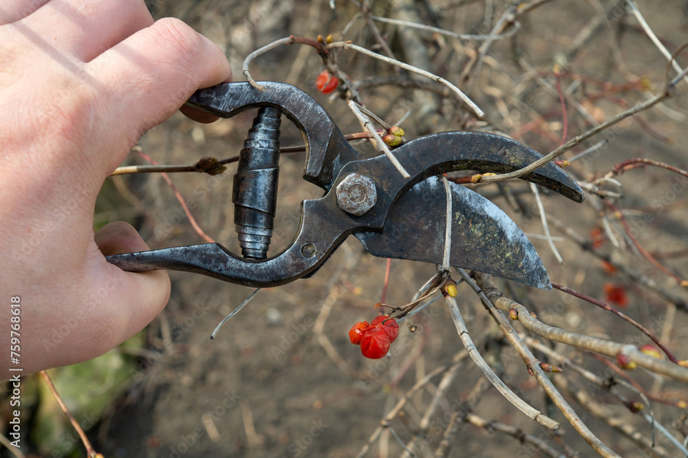 An old pruner in the hands of a gardener for the prevention and ...