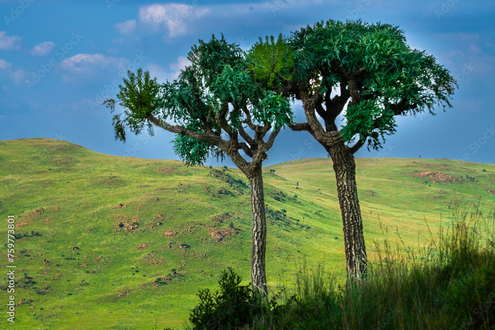 Common Cabbage trees (Cussonia spicata) in the Suikerbosrand Nature ...