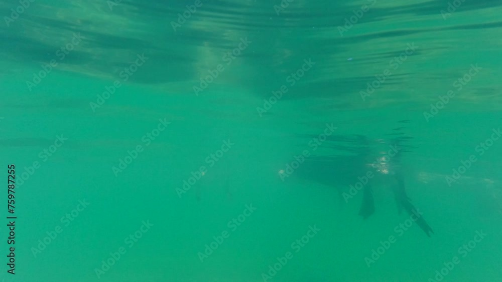 Camera descends on subsurface of water showing group of young white ...