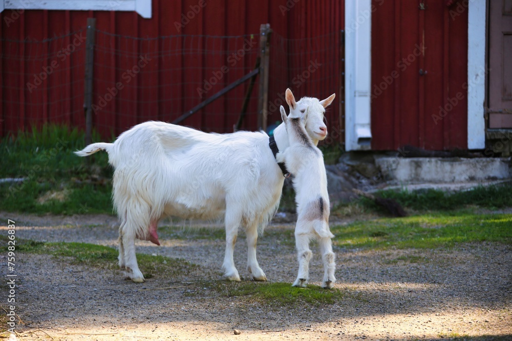 "A white goat cuddling its mother," a heartwarming scene depicting the ...