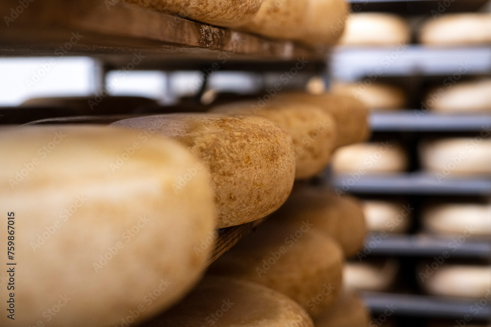 Aging process of wheels of cheese arranged on the wooden shelves in ...