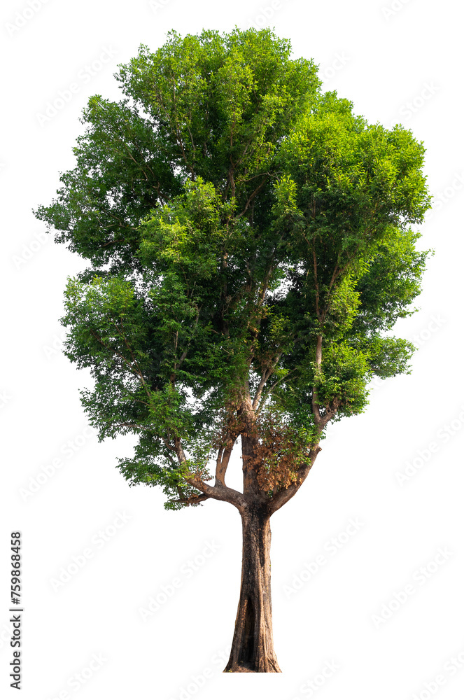 tree image dicut and removed original background, PNG transparent Stock ...