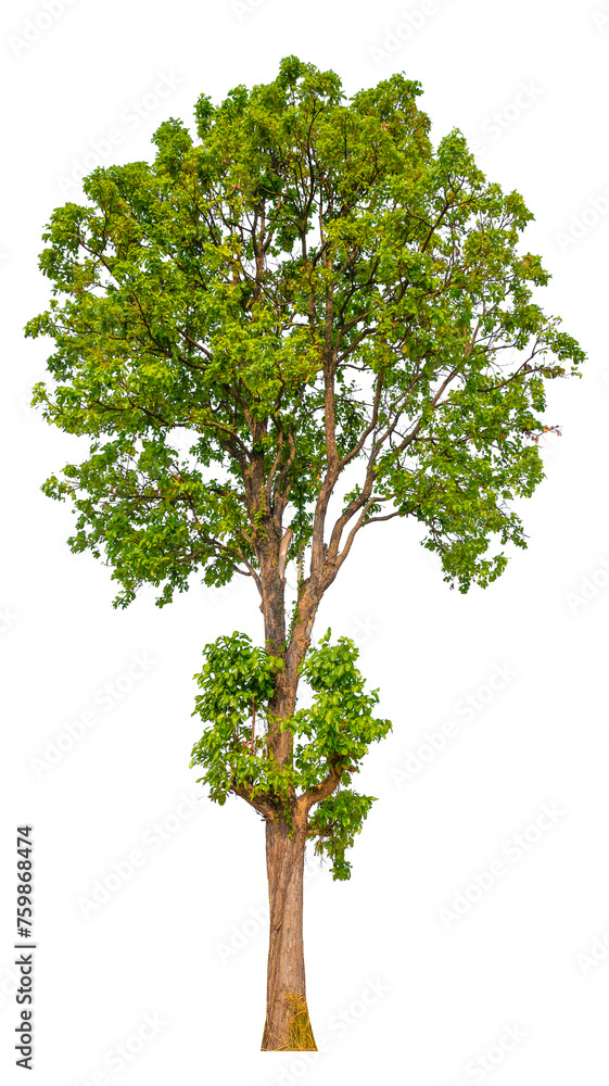 tree image dicut and removed original background, PNG transparent Stock ...