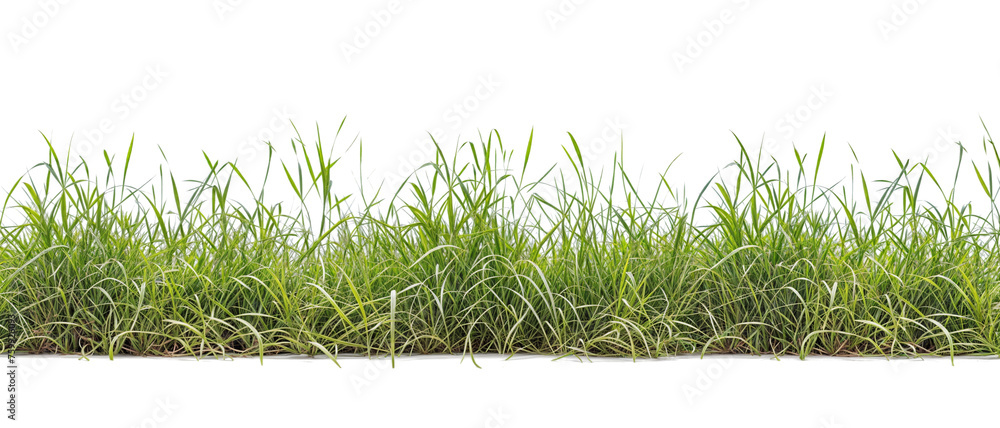 grass row di cut and removed original background PNG transparent Stock ...