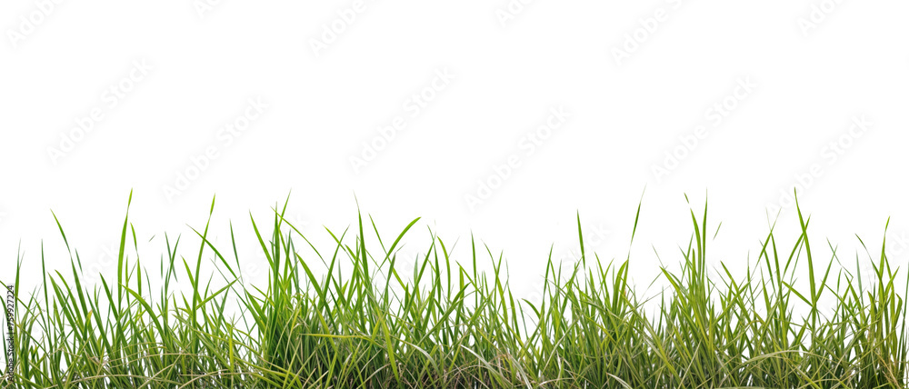 grass row di cut and removed original background PNG transparent Stock ...
