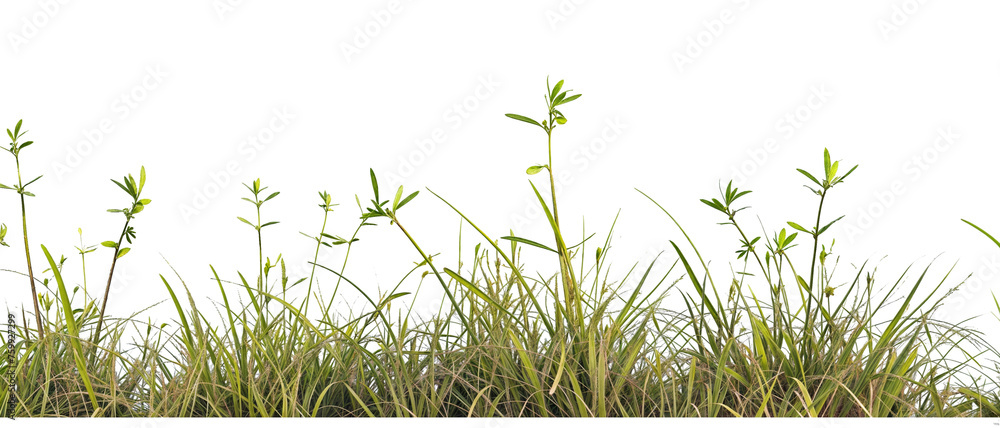 grass row di cut and removed original background PNG transparent Stock ...