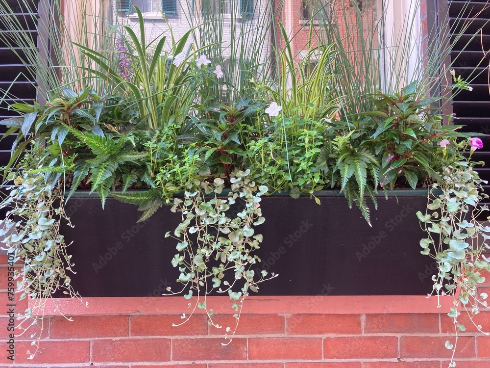 Very pretty window box composed exclusively of green plants of ...
