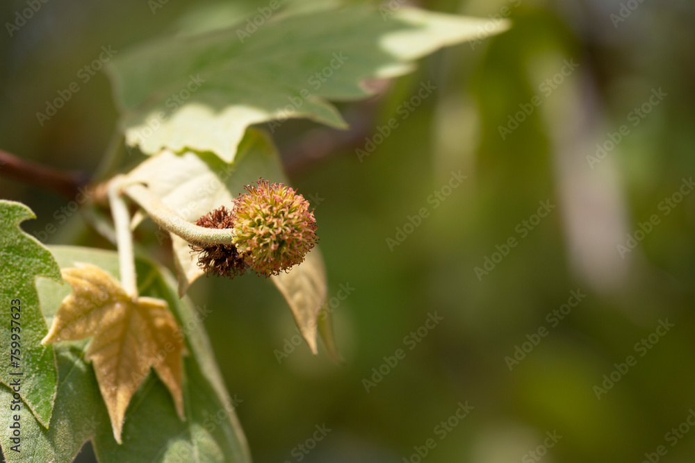 Leaves and fruits of Platanus occidentalis, also known as American ...