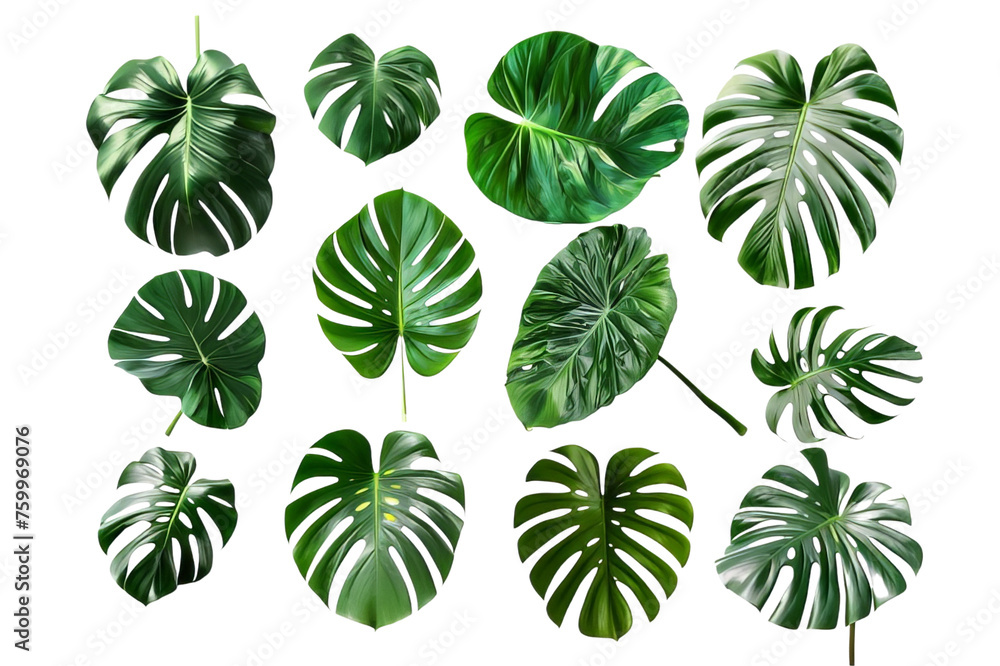 A selection of natural montera plant leaves set on a transparent ...