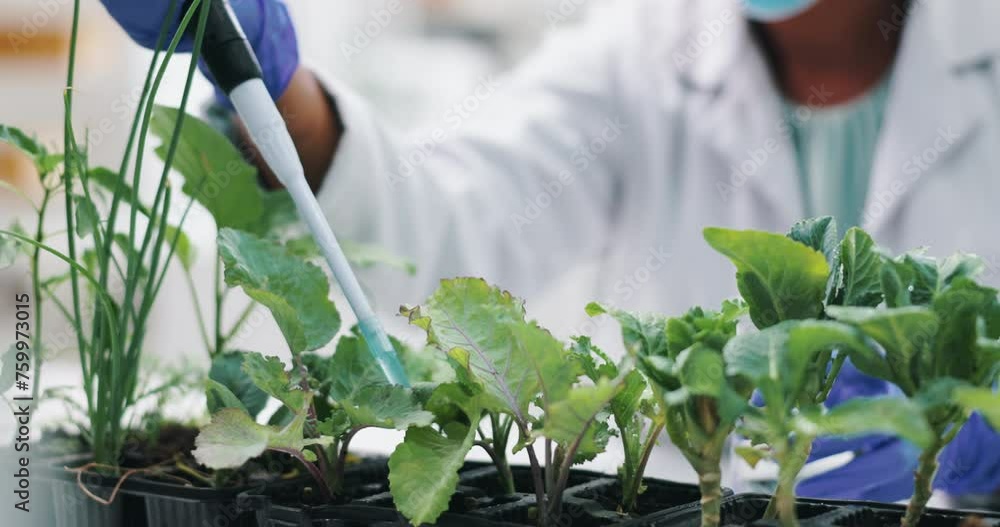 Closeup, science and experiment with plants, research and ecology with ...