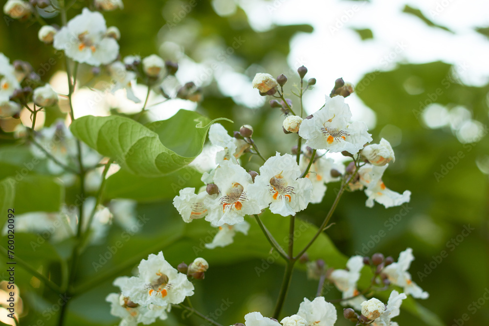 Catalpa bignonioides flowers, also known as southern catalpa cigar tree ...