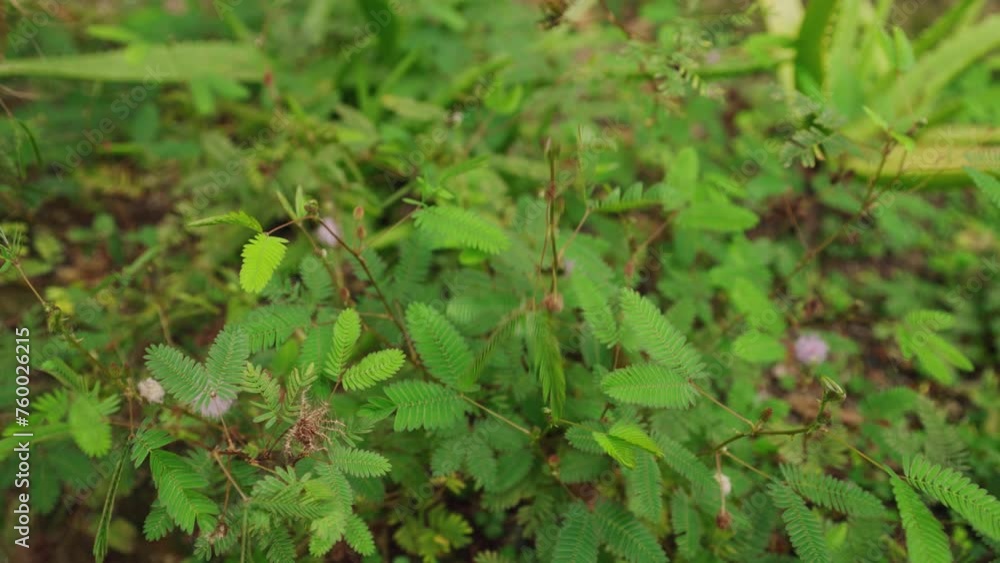 Sensitive plant responds to human touch, leaves close rapidly in ...