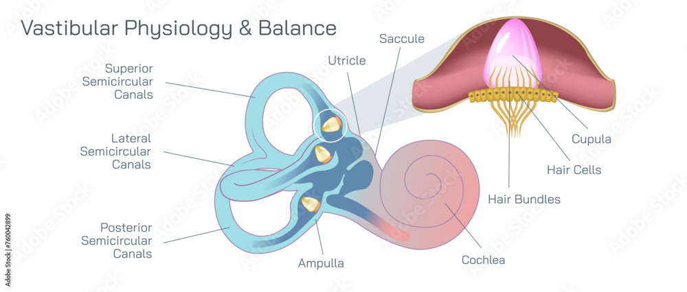 Fototapeta Human ear anatomy vector illustration. The vestibular system ...