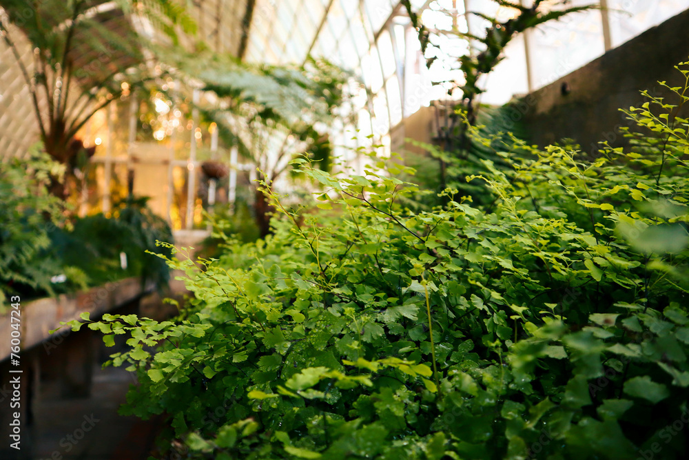 Ferns and forest plants. Greenhouse in the botanical garden ...