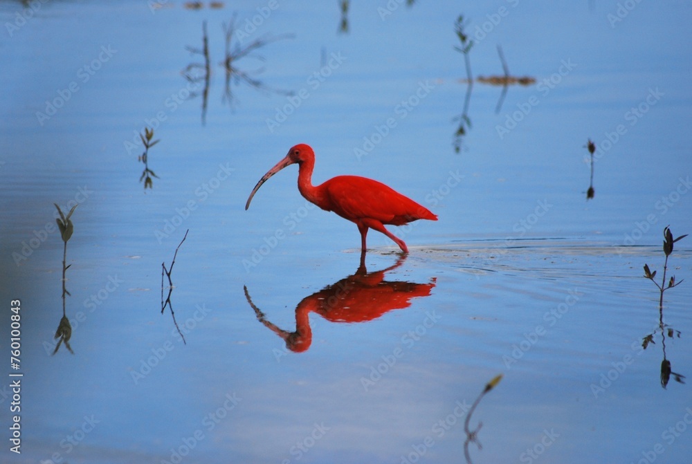 Corocoras,garzas,toda clase de aves acuaticas se pueden admirar en ...