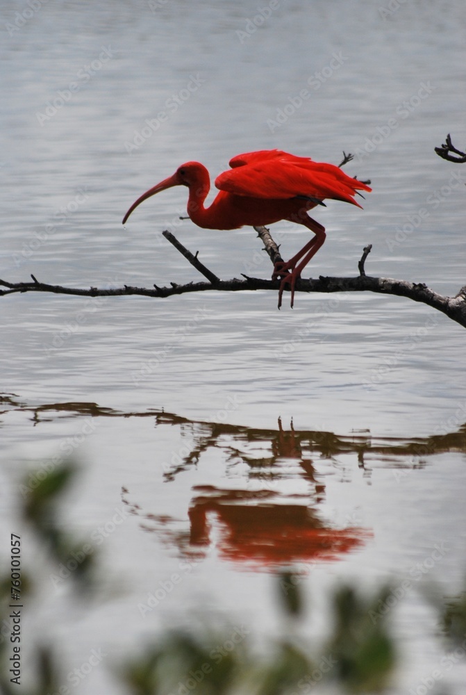 Corocoras,garzas,toda clase de aves acuaticas se pueden admirar en ...