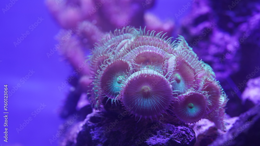 Foto de Purple button polyps are a type of colonial soft coral ...