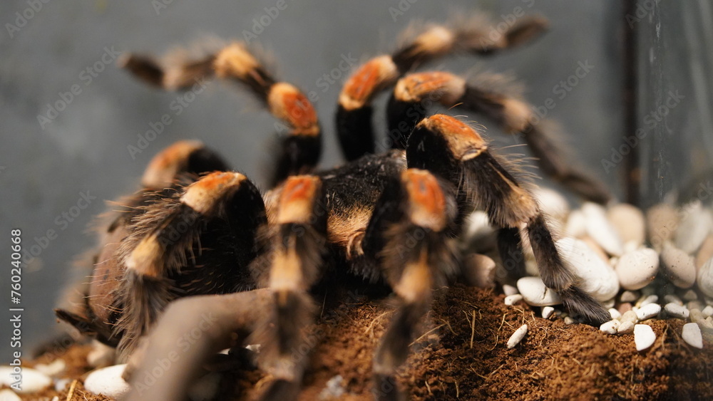 Brachypelma hamorii is renowned for its striking appearance. It ...