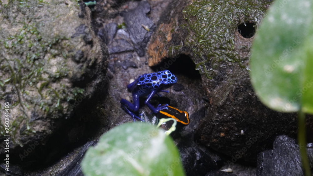 Dendrobates azureus, commonly known as the blue poison dart frog or ...